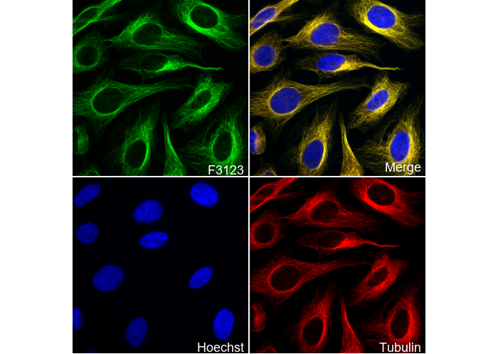 PDI Antibody [C9H24] | Primary Antibodies