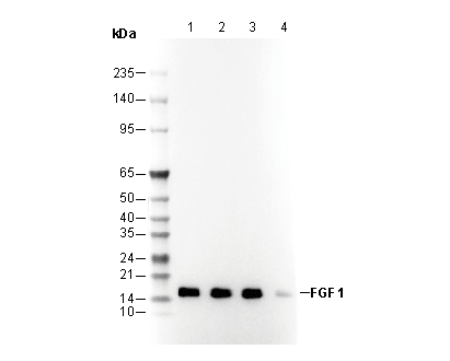 FGF1 Antibody [D5D10] | Primary Antibodies