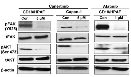 Canertinib (CI-1033) EGFR inhibitor | Selleck Chemicals