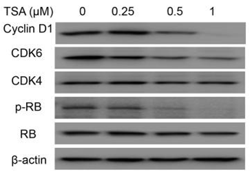 TSA (Trichostatin A) HDAC Inhibitor | Selleck Chemicals | Mechanism ...