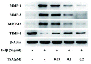 TSA (Trichostatin A) HDAC Inhibitor | Selleck Chemicals | Mechanism ...