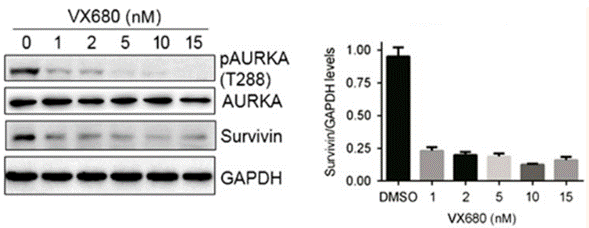 Tozasertib (VX-680) Aurora Kinase inhibitor | Selleck Chemicals