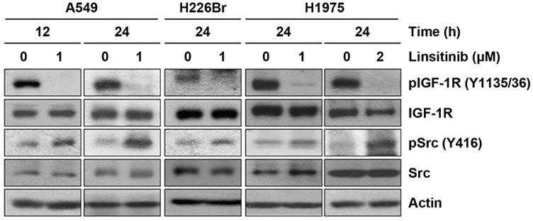 Linsitinib (OSI-906) IGF-1R/Insulin Receptor Inhibitor | Selleck ...