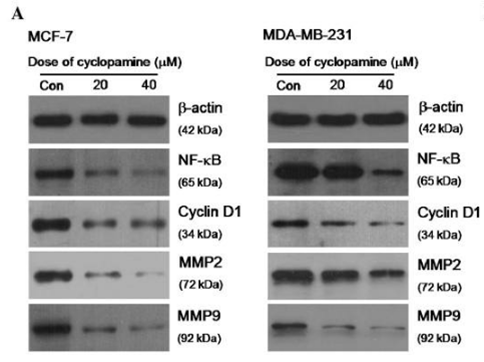 Cyclopamine Hedgehog/Smoothened antagonist | Selleck Chemicals