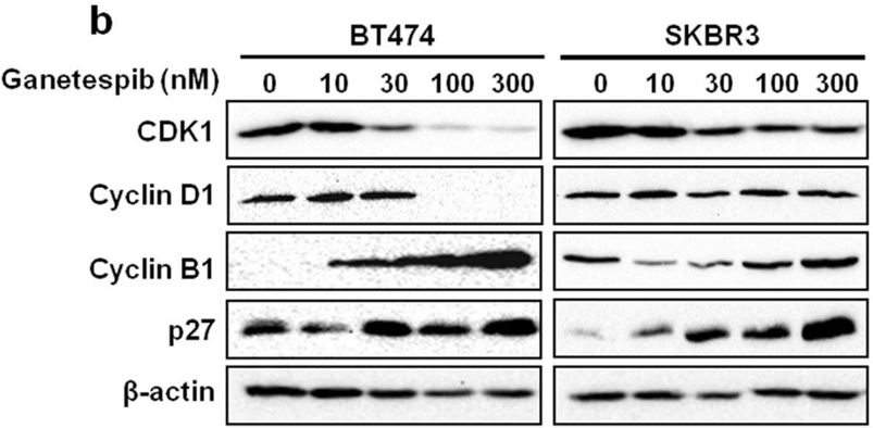 Ganetespib (STA-9090) HSP90 Inhibitor | Selleck Chemicals