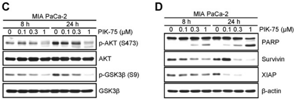 PIK-75 HCl PI3K inhibitor | Selleck Chemicals