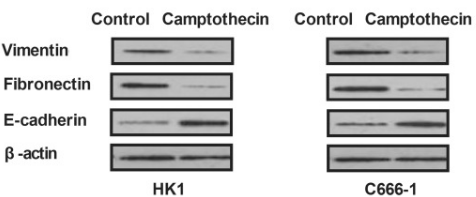 Camptothecin (CPT) | ADC Cytotoxin inhibitor | Mechanism | Concentration