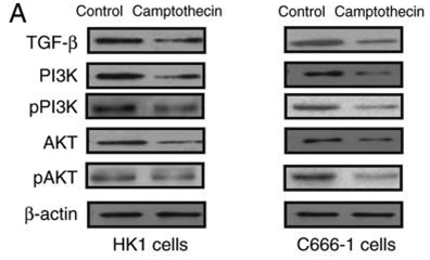 Camptothecin (CPT) | ADC Cytotoxin inhibitor | Mechanism | Concentration