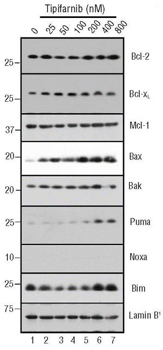 Tipifarnib FTase inhibitor | Selleck Chemicals