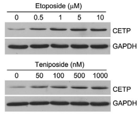 Teniposide | ≥99%(HPLC) | Selleck | Topoisomerase inhibitor