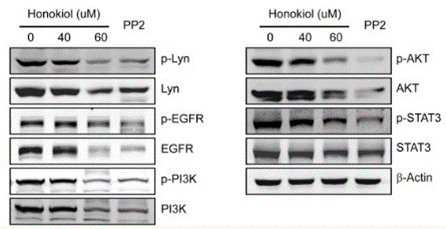 Honokiol | Antineoplastic and Immunosuppressive Antibiotics inhibitor ...