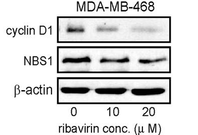 Ribavirin (ICN-1229) | Antiviral chemical | Mechanism | Concentration