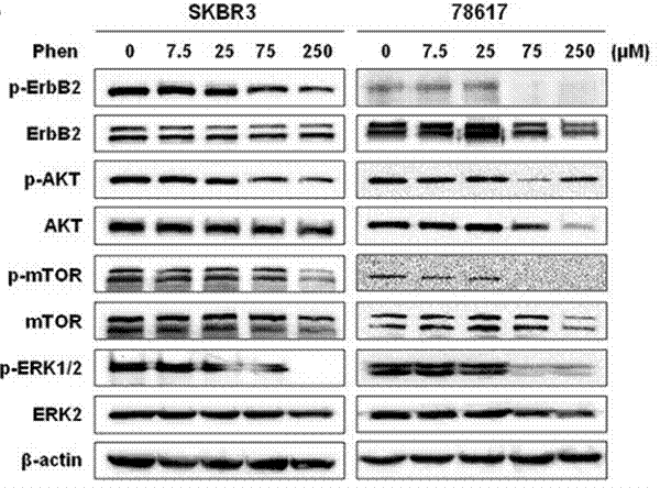 Phenformin HCl AMPK activator | Selleck Chemicals