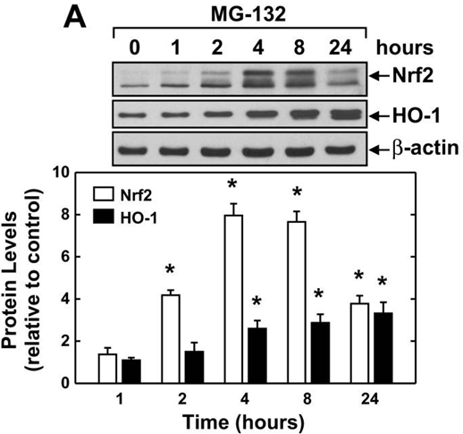 MG132 Proteasome Inhibitor | Selleck Chemicals | Mechanism ...