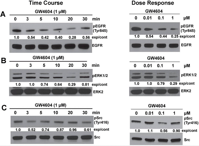 GW4064 | FXR agonist | Mechanism | Concentration