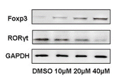 Sirtinol | Sirtuin inhibitor | 97%(HPLC) | In Stock