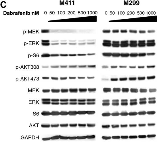 Dabrafenib (GSK2118436) BRAF Inhibitor | CAS 1195765-45-7 | Selleck ...