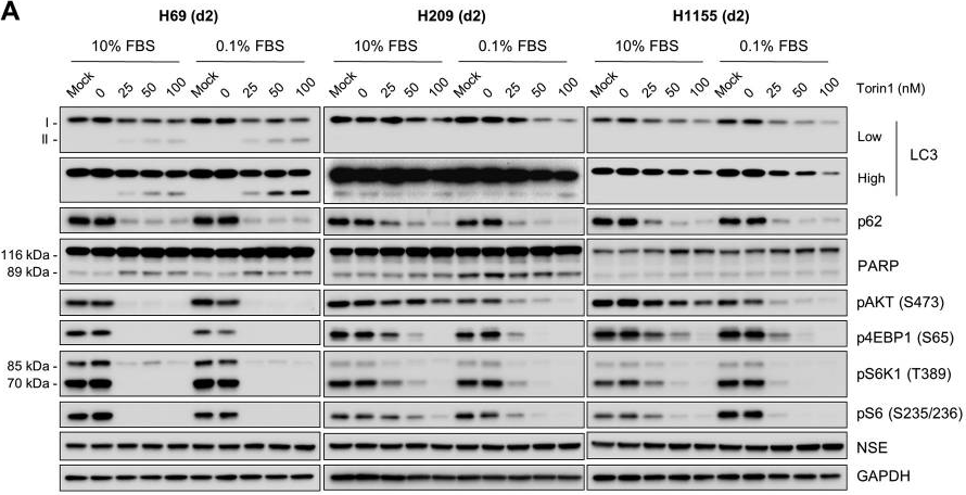 Torin 1 mTOR Inhibitor