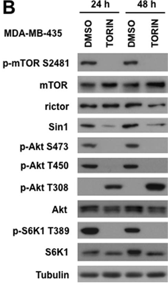 Torin 1 mTOR Inhibitor