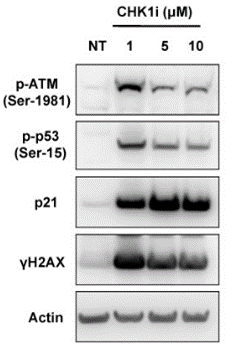 PF-477736 | Chk inhibitor | Mechanism | Concentration