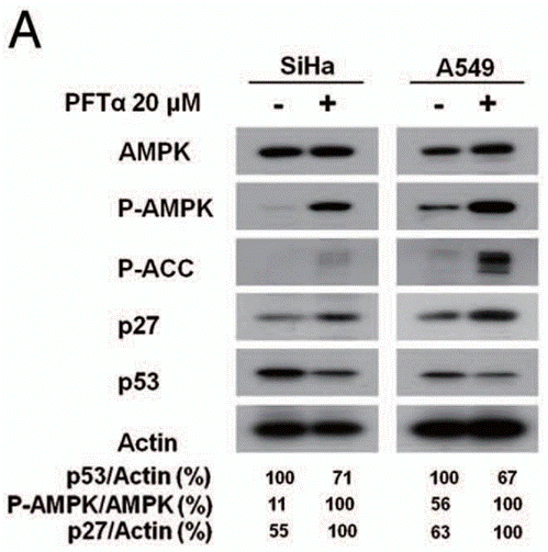 Pifithrin-α (PFTα) Hhydrobromide | p53 Inhibitor | CAS 63208-82-2 ...