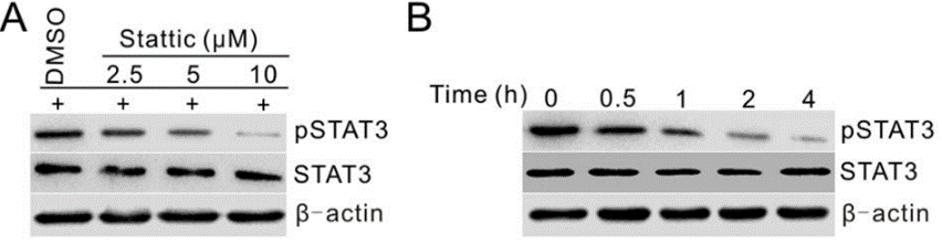 Stattic STAT3 Inhibitor | Selleck Chemicals