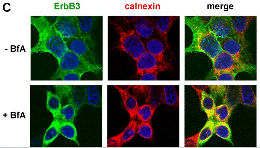 Brefeldin A (BFA) | ATPase inhibitor | Mechanism | Concentration
