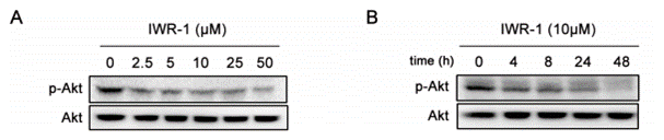IWR-1-endo | 99.94%(HPLC) | In Stock | Wnt/beta-catenin inhibitor
