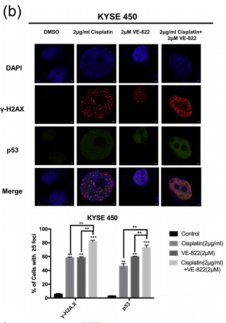 Berzosertib (VE-822) ATR Inhibitor | Selleck Chemicals | Mechanism