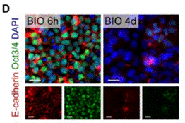 BIO GSK-3 inhibitor | Selleck Chemicals