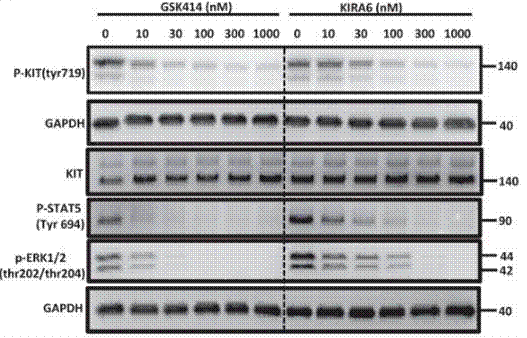GSK2606414 PERK Inhibitor | Selleck Chemicals