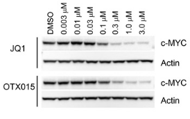 Birabresib (OTX015) | Epigenetic Reader Domain inhibitor | Mechanism ...