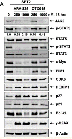 Birabresib (OTX015) | Epigenetic Reader Domain inhibitor | CAS 202590 ...