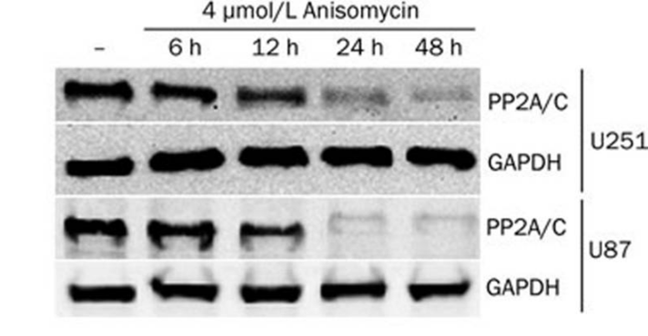 Anisomycin | JNK activator | Mechanism | Concentration