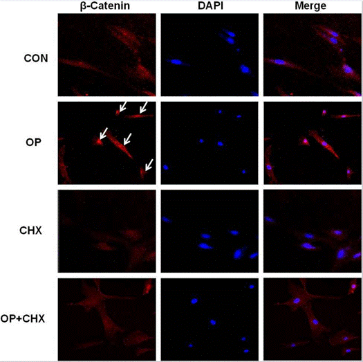 Cycloheximide | 99.96%(HPLC) | In Stock | Fungal inhibitor