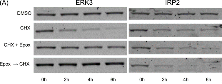 Cycloheximide | 99.96%(HPLC) | In Stock | Fungal inhibitor