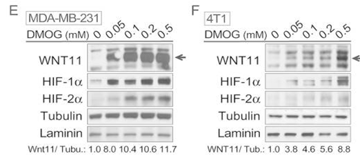 DMOG Hydroxylase inhibitor | Selleck Chemicals