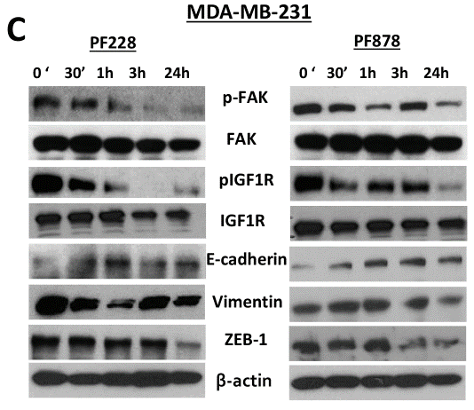 Defactinib (VS-6063) FAK Inhibitor
