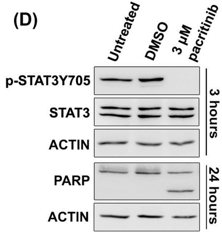 Pacritinib JAK inhibitor | Selleck Chemicals