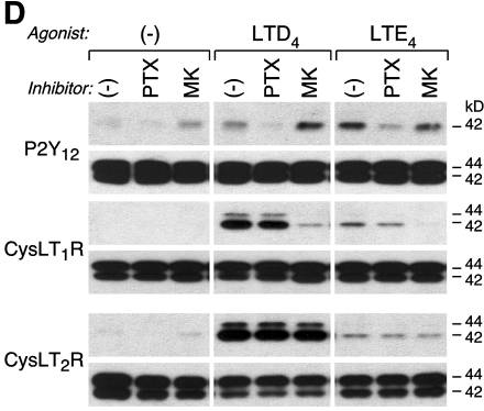 MK571 LTR antagonist | Selleck Chemicals