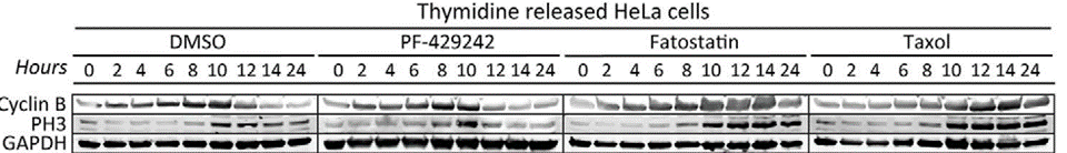 Fatostatin HBr SREBP inhibitor | Selleck Chemicals
