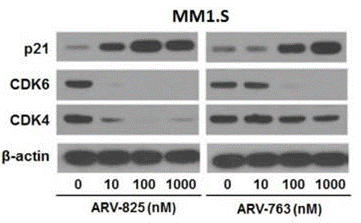ARV-825 PROTAC chemical | Selleck Chemicals