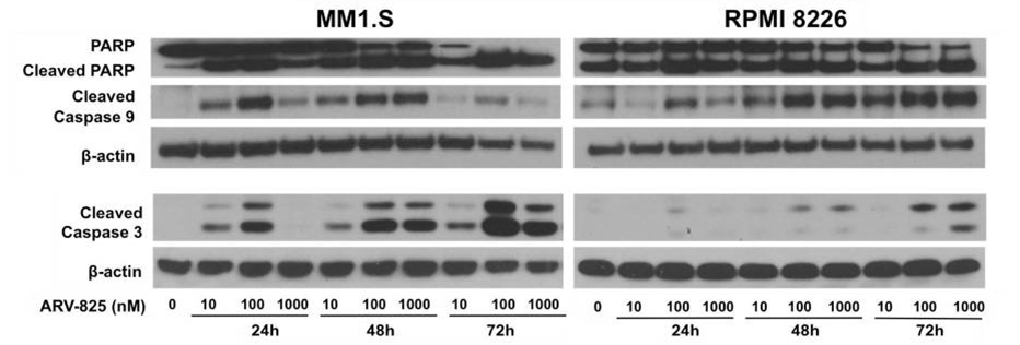 ARV-825 PROTAC chemical | Selleck Chemicals