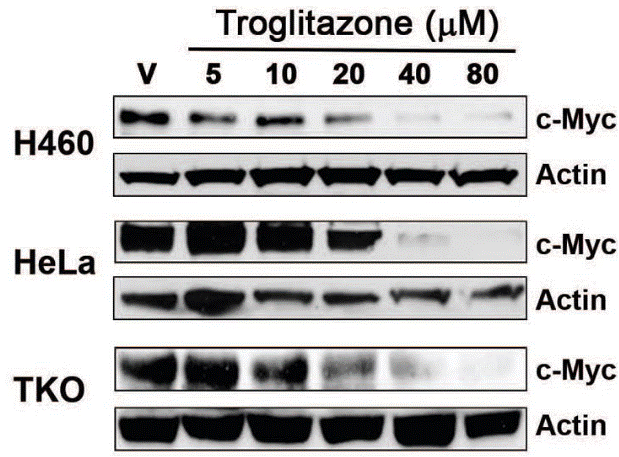 Troglitazone (CS-045) PPARγ Agonist | CAS 97322-87-7 | Selleck Chemicals