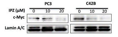 Importazole Importin-β Inhibitor | Selleck Chemicals