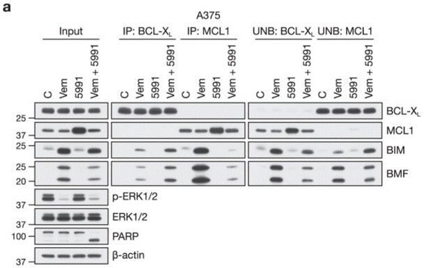 AZD5991 | Bcl-2 inhibitor | CAS 2143010-83-5 | Selleck