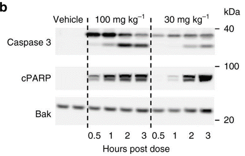 AZD5991 | Bcl-2 inhibitor | CAS 2143010-83-5 | Selleck