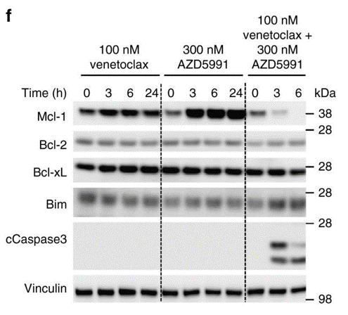 AZD5991 | Bcl-2 inhibitor | CAS 2143010-83-5 | Selleck