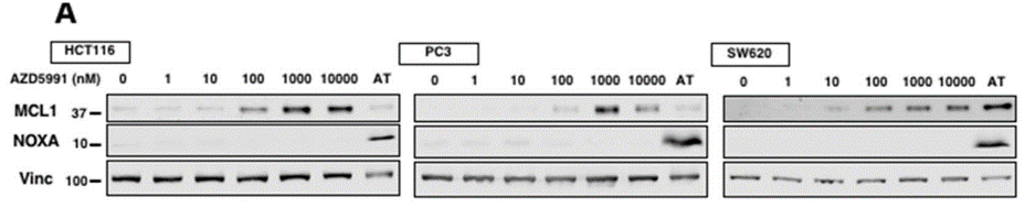AZD5991 | Bcl-2 inhibitor | CAS 2143010-83-5 | Selleck
