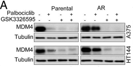Pemrametostat (GSK3326595) Histone Methyltransferase inhibitor ...